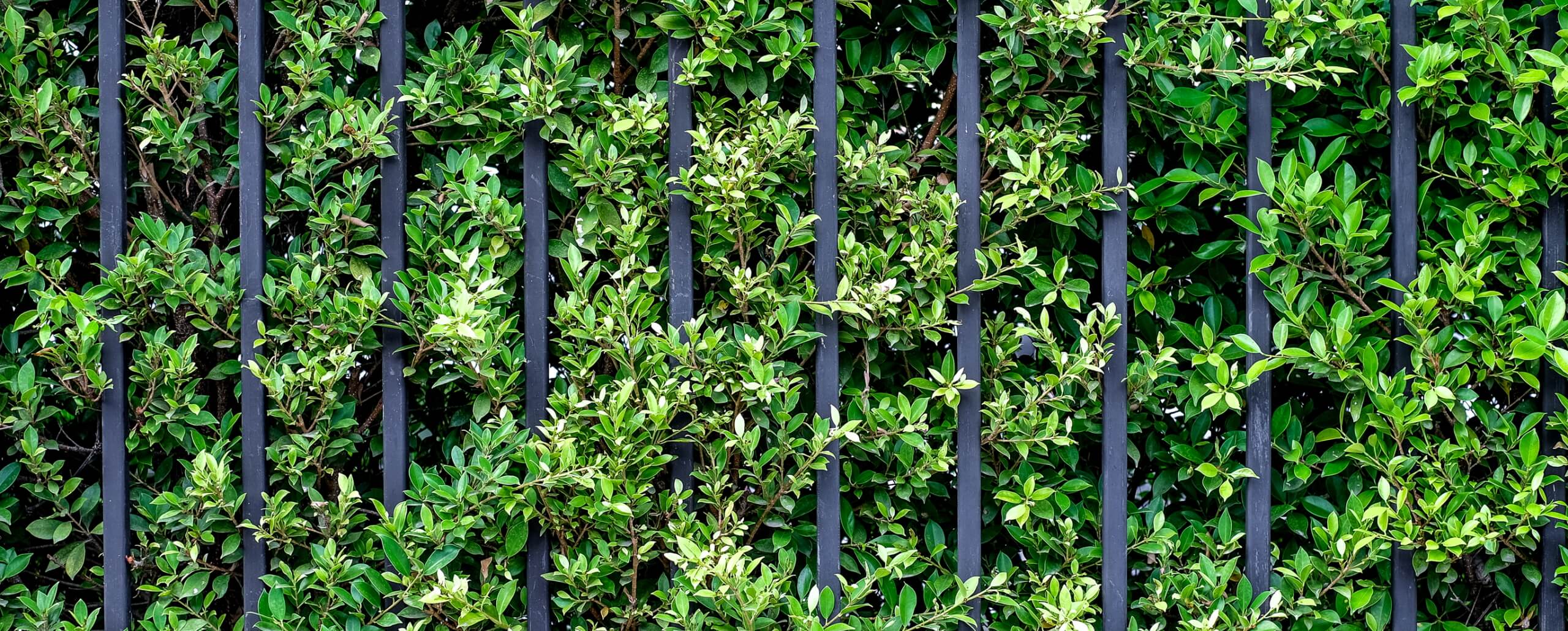 Fencing Gallery | Kidlington | Oxfordshire - Kidlington Fencing Co