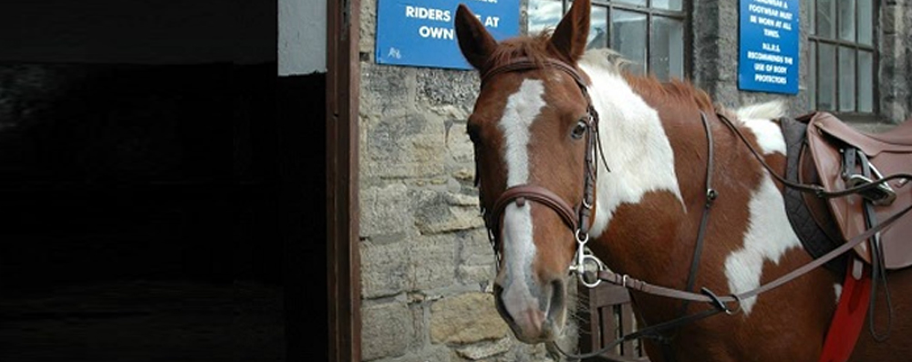 Gallery Pictures of our horses - North Lizard Riding School